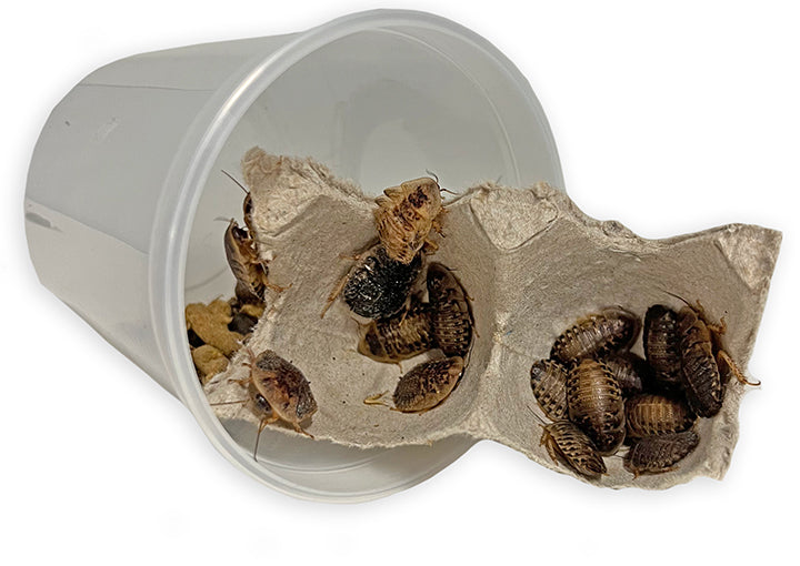 Dubia Roaches – Reptile Food