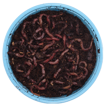 Red Worms – Reptile Food