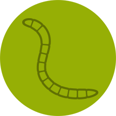 Red Worms – Reptile Food